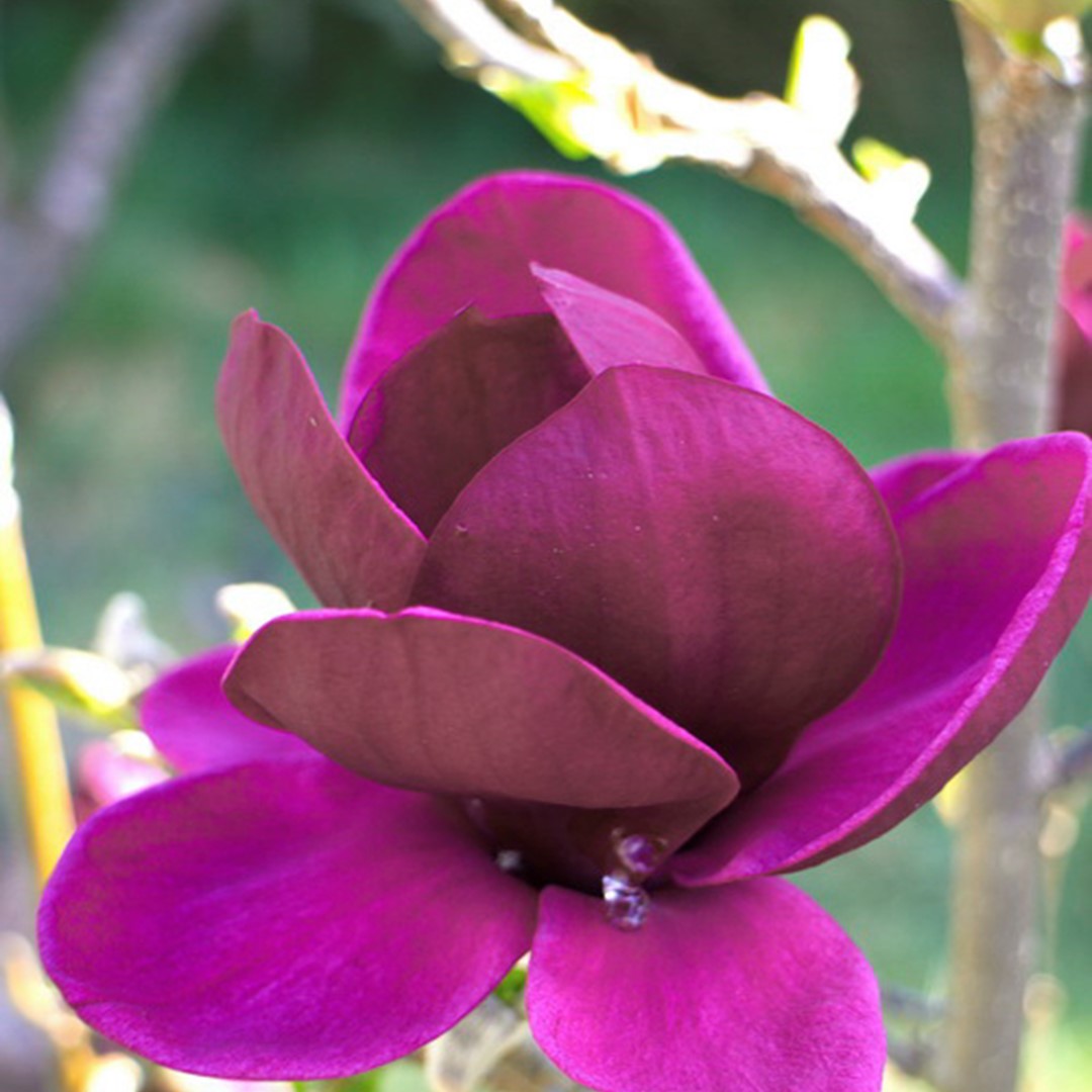 Magnolia Black Tulip 7 Gal Geist Nursery magnolia-black-tulip-7-gal-geist-nursery