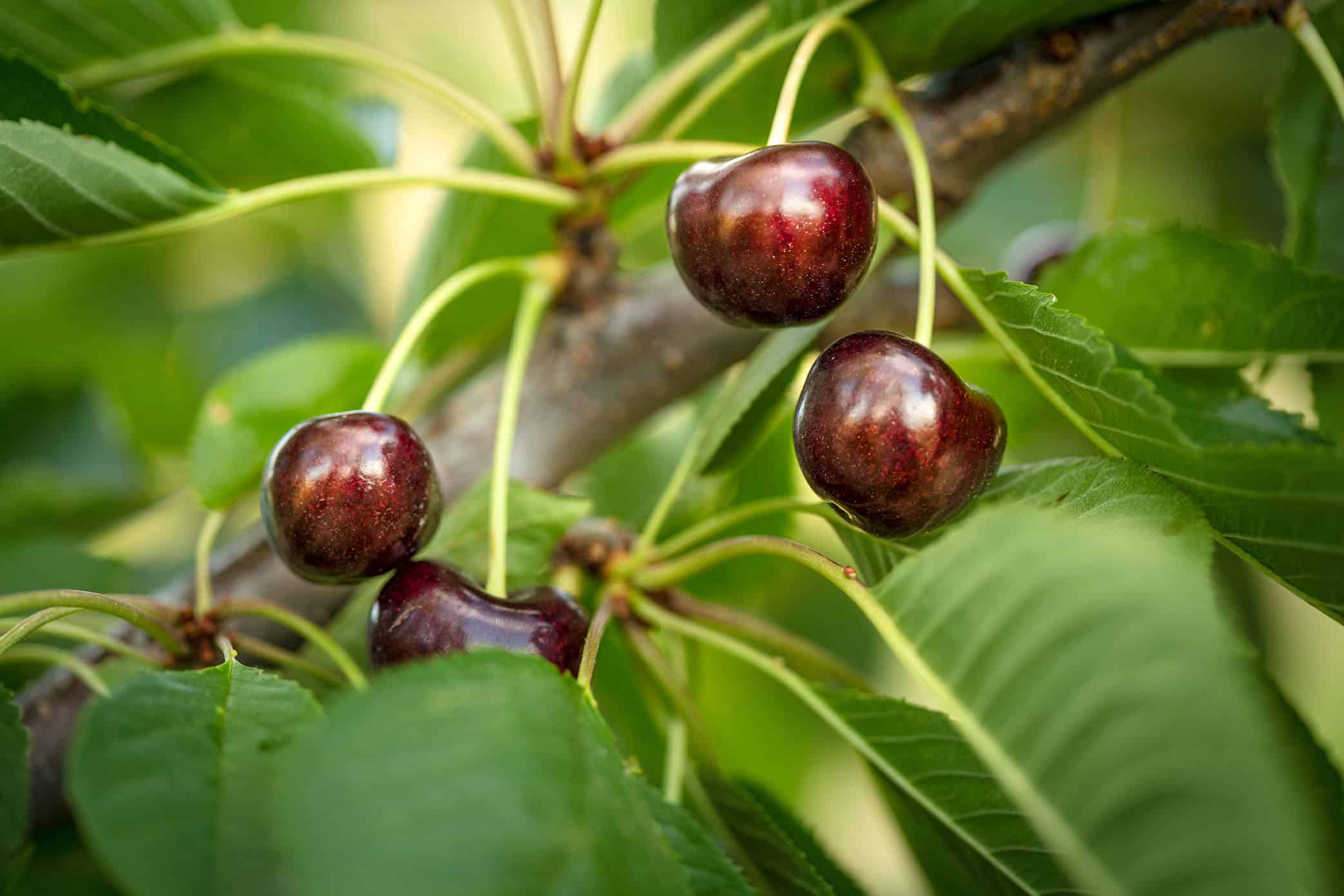 Fruit Tree – Cherry “Benton” 5 gal (sock pot) | Geist Nursery