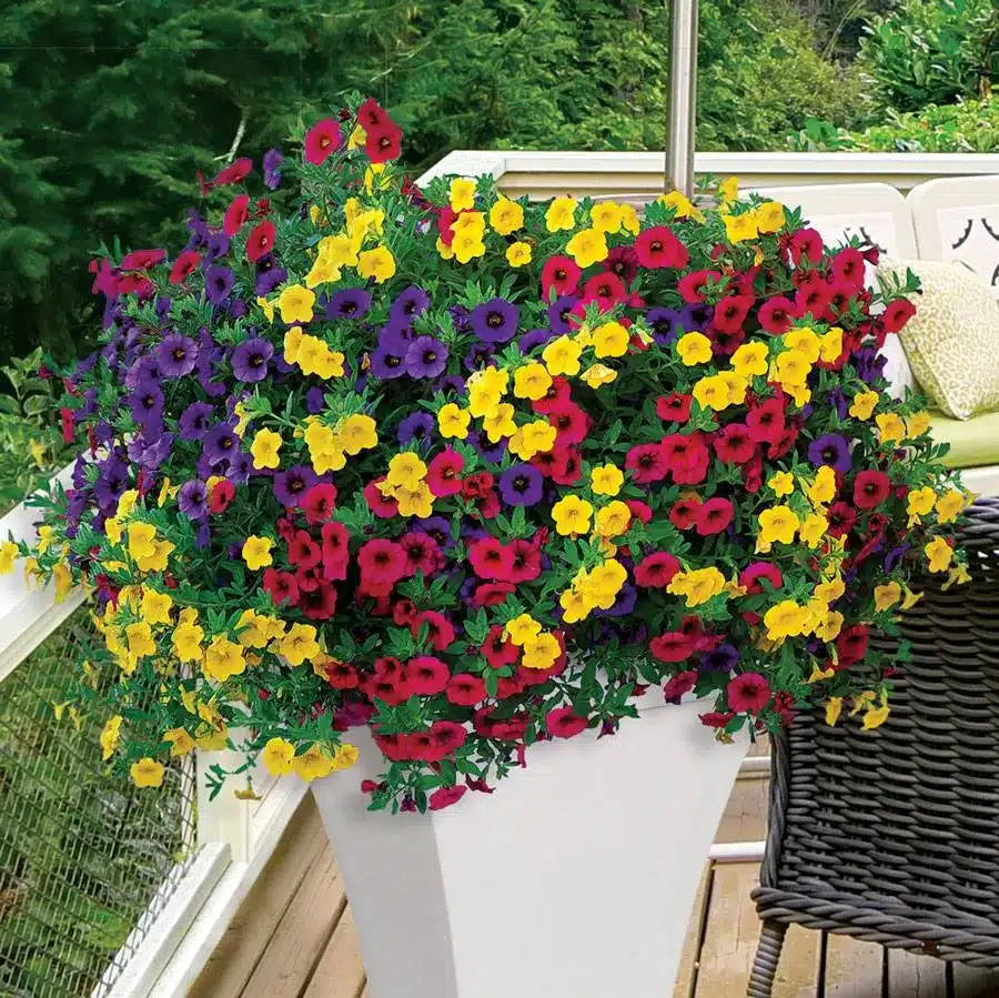 Callibrachoa “Million Bells” – Hanging Basket – 10″ | Geist Nursery